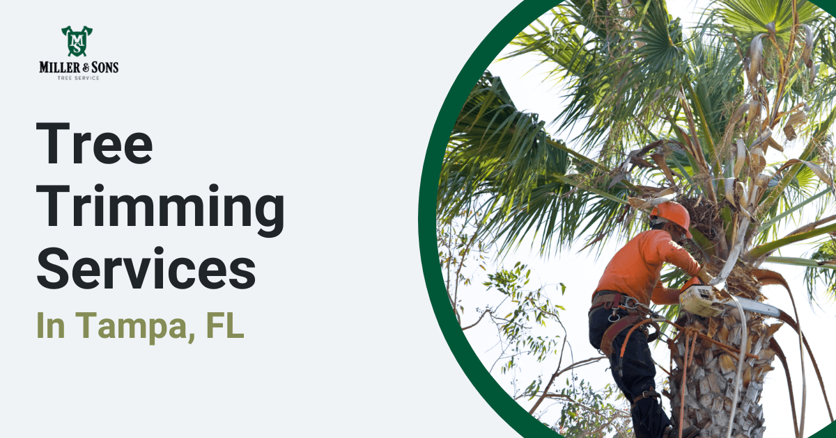 Expert Tree Trimming & Removal in Tampa, FL - Miller & Sons