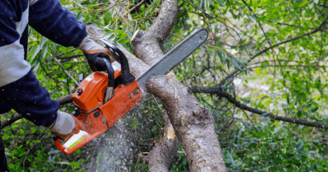 What is the average cost of tree trimming in my area?
