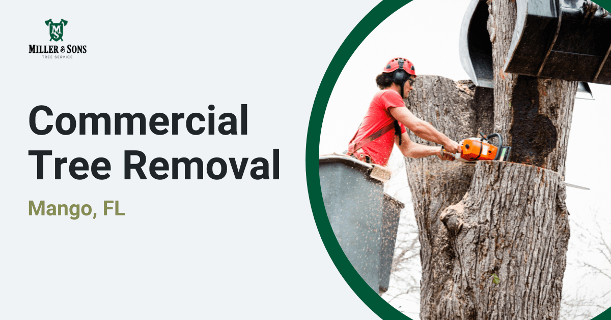 Trustworthy Commercial Tree Removal in Mango, FL | Miller & Sons