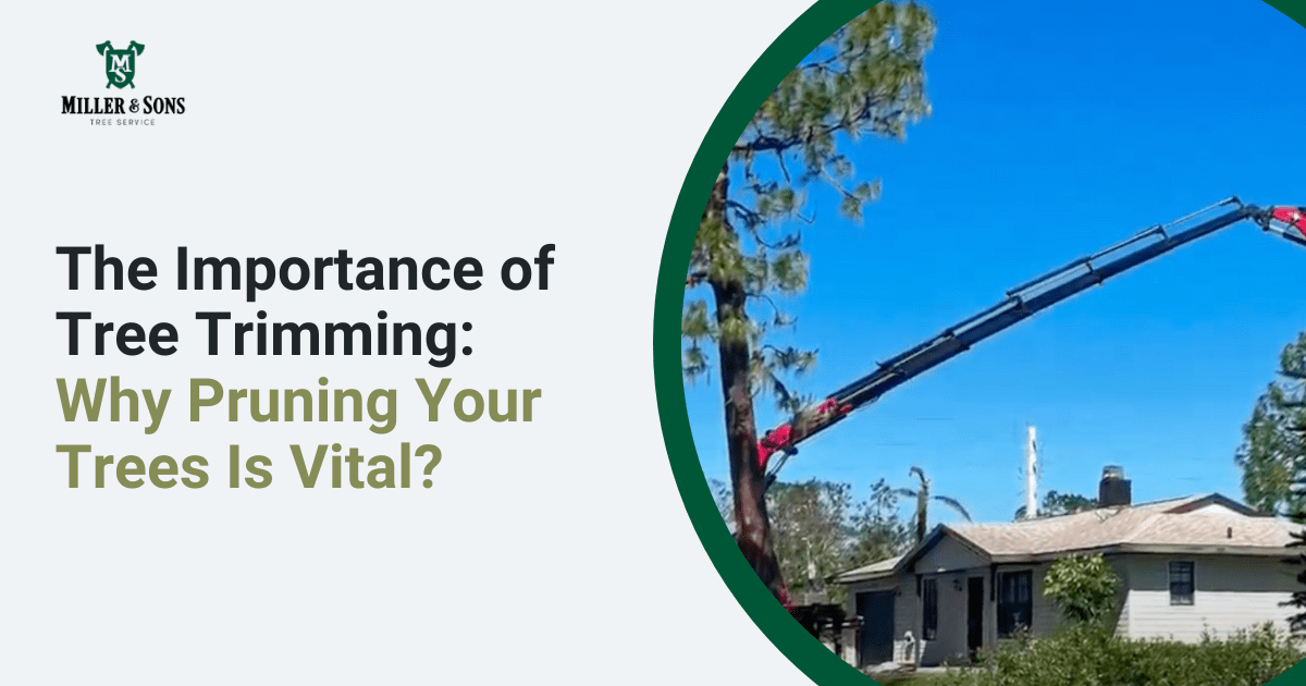 Why Tree Trimming and Prune is Important | Miller & Sons