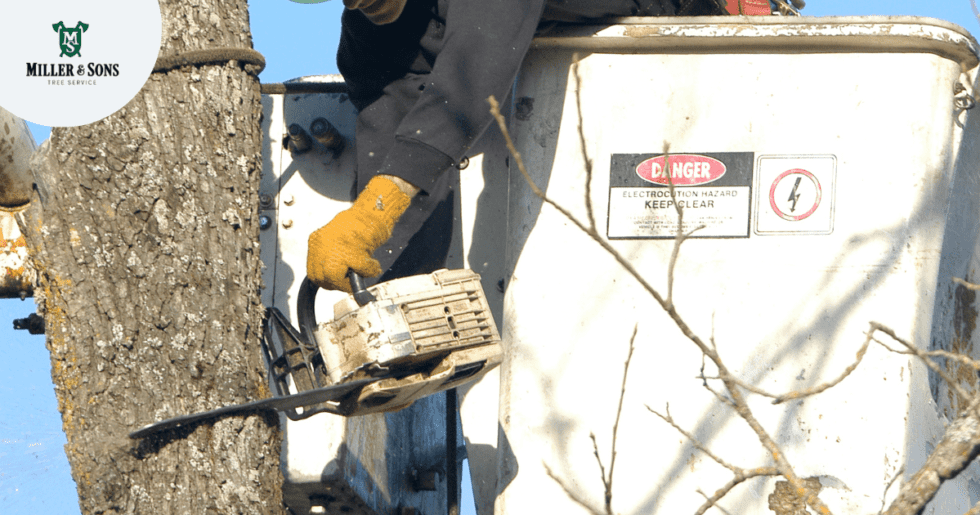 When Do You Need a Tree Permit in Tampa? | Miller & Sons Tips
